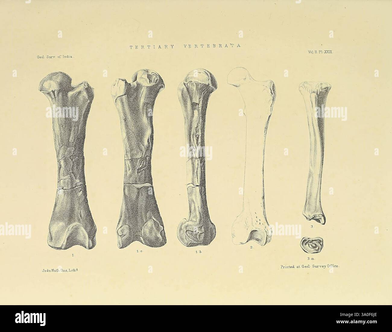 Indian Tertiary and post Tertiary Vertebrata, Calcutta, Geological ...