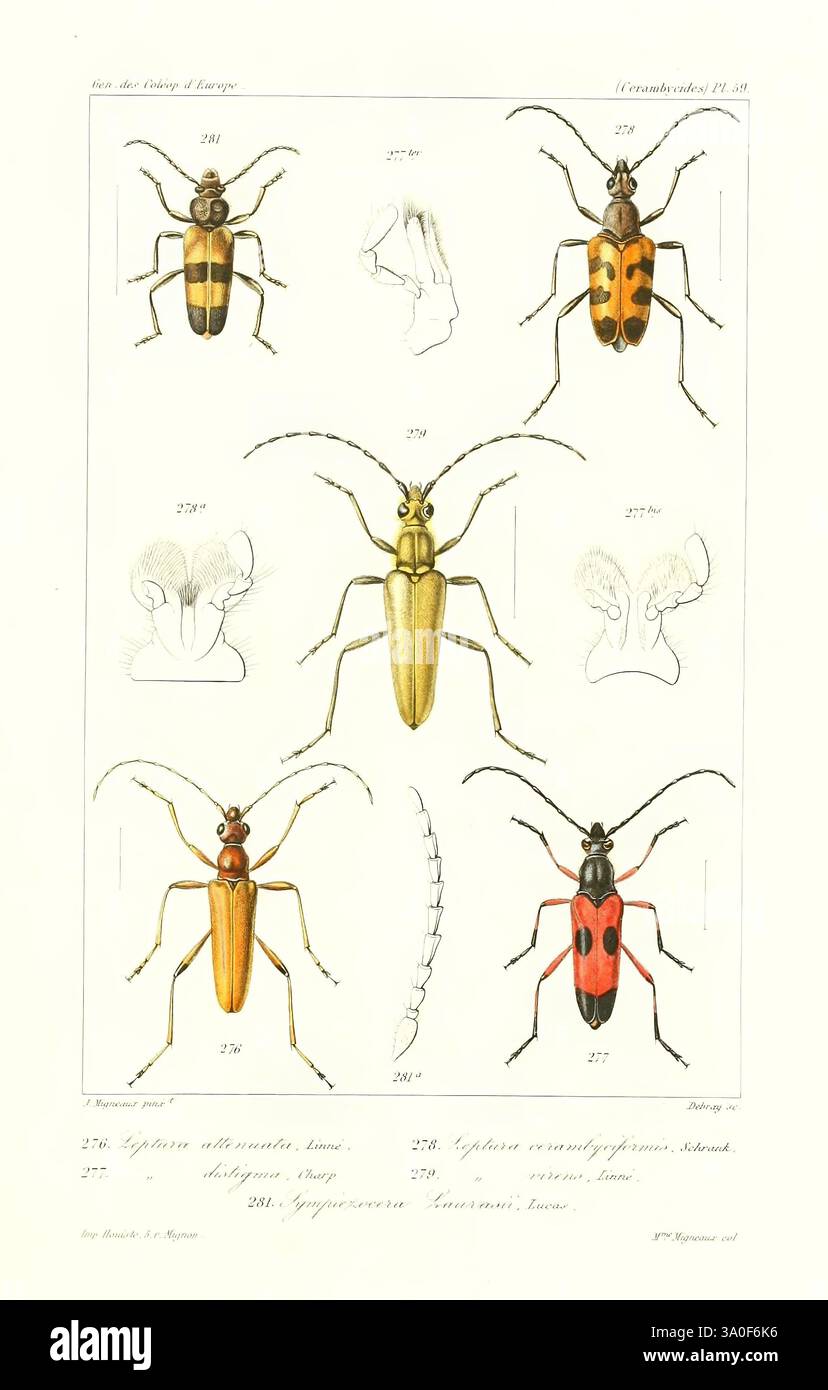 Top row features two striking insects hi-res stock photography and ...