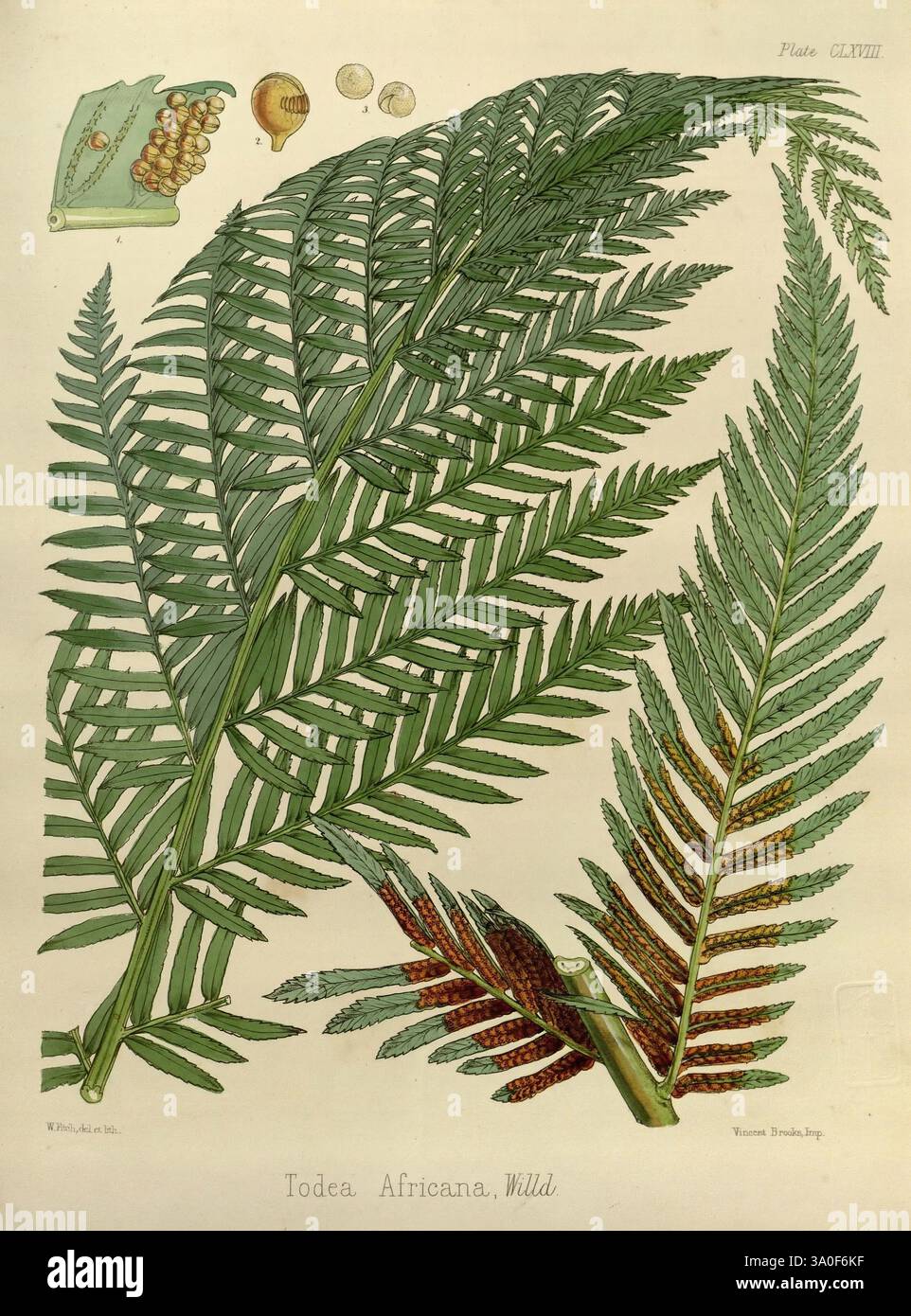 The botany of the Antarctic voyage of H.M. discovery ships Erebus and ...