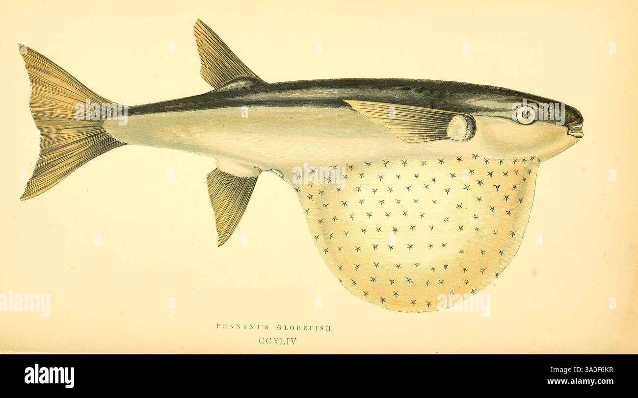 Distinctive bulbous belly hi-res stock photography and images - Alamy