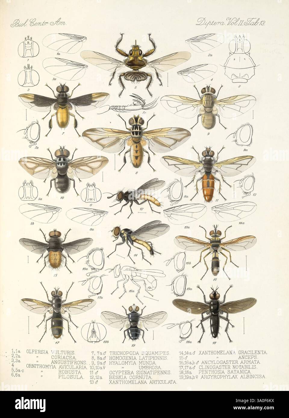 Lower part lists hi-res stock photography and images - Alamy