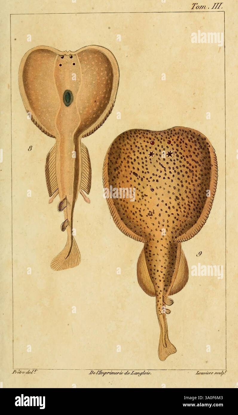Unique adaptations of stingrays hi-res stock photography and images - Alamy