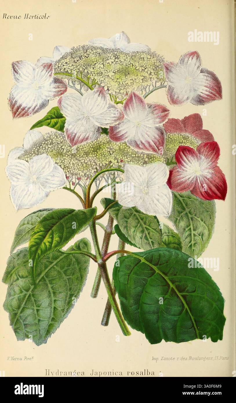 Variety hydrangea japonica rosalia hi-res stock photography and images ...