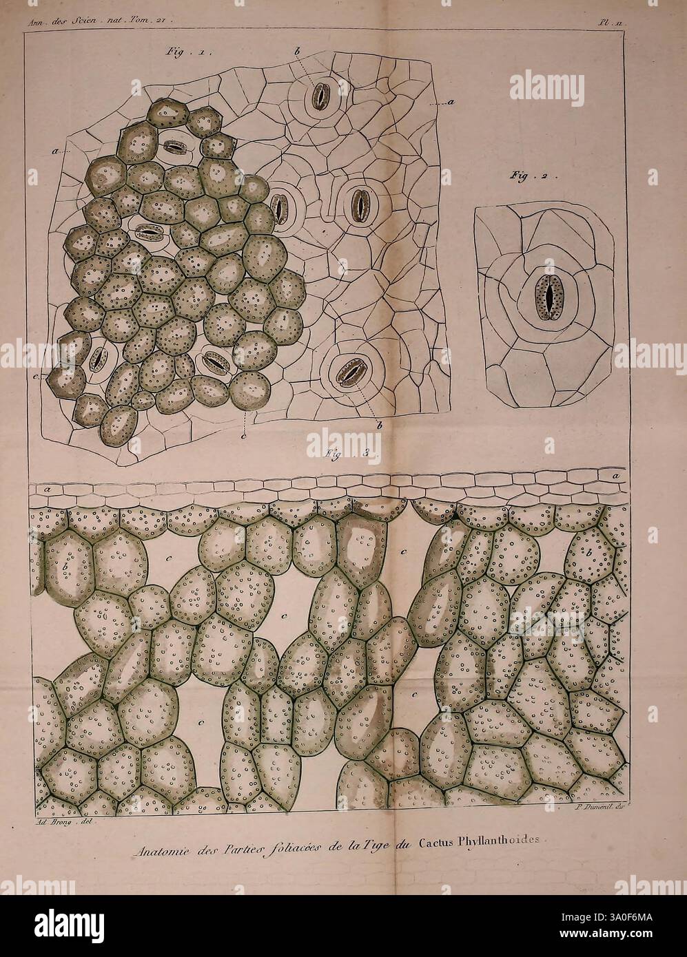 Cacti different types shapes sizes hi-res stock photography and images ...