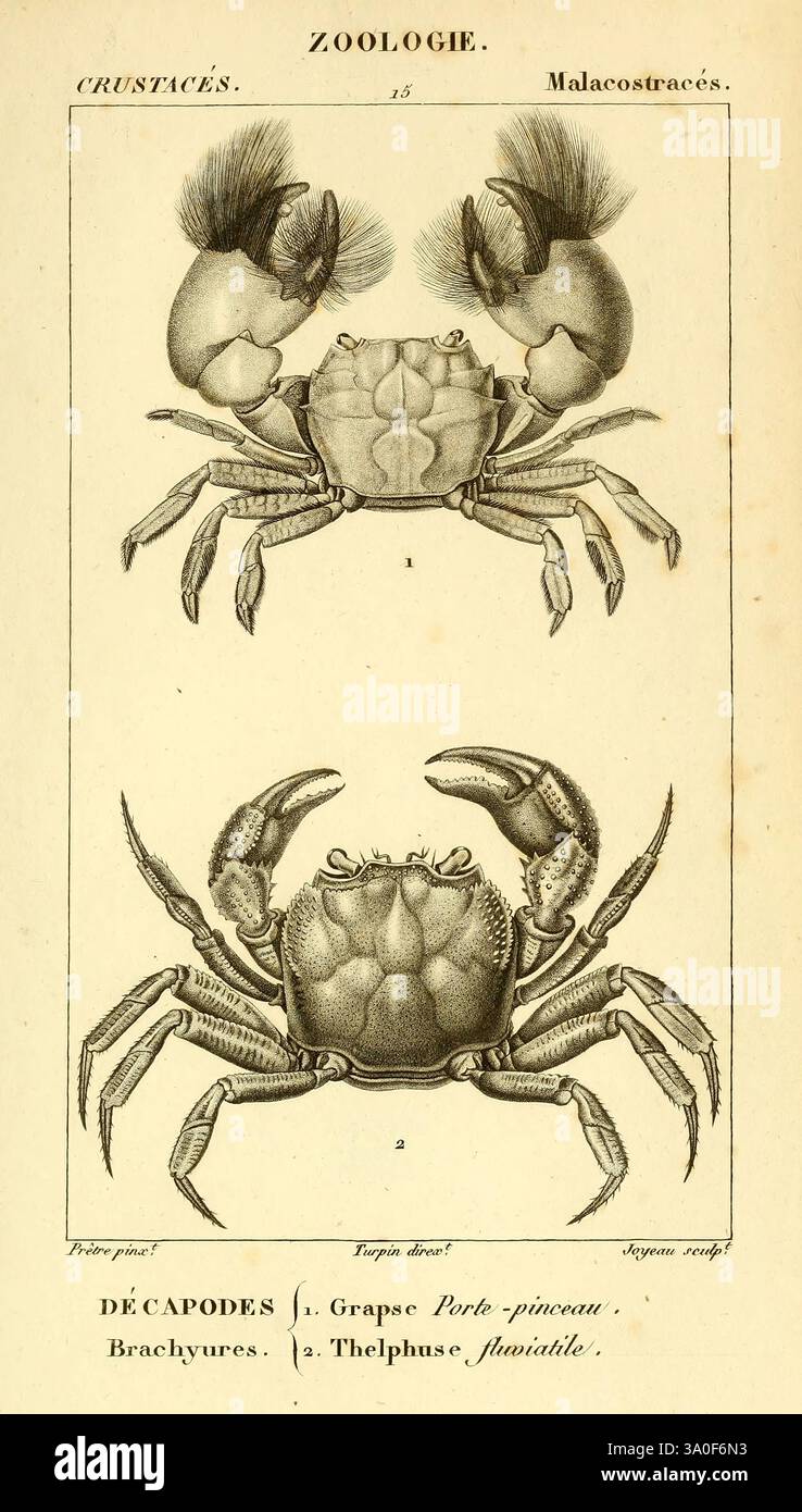 Two distinct depictions of crabs hi-res stock photography and images ...