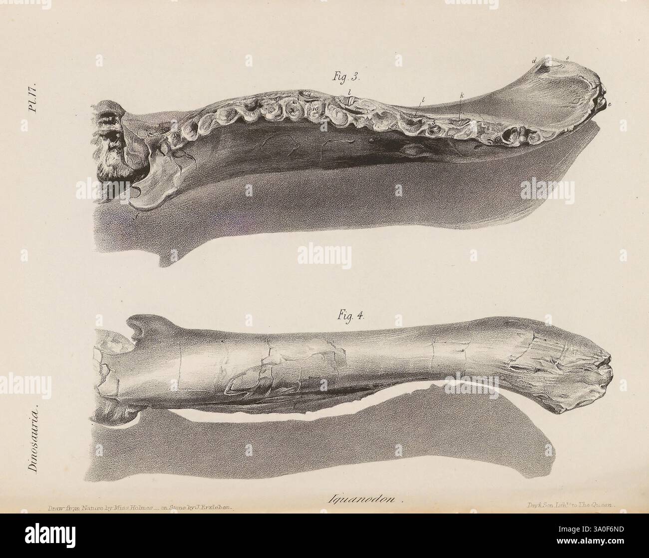 A history of British fossil reptiles, London, Cassell & company limited ...