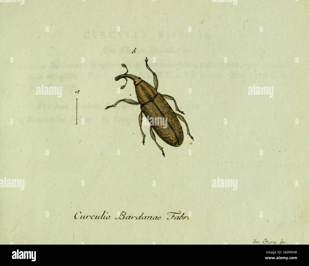 Typical weevil features hi-res stock photography and images - Alamy