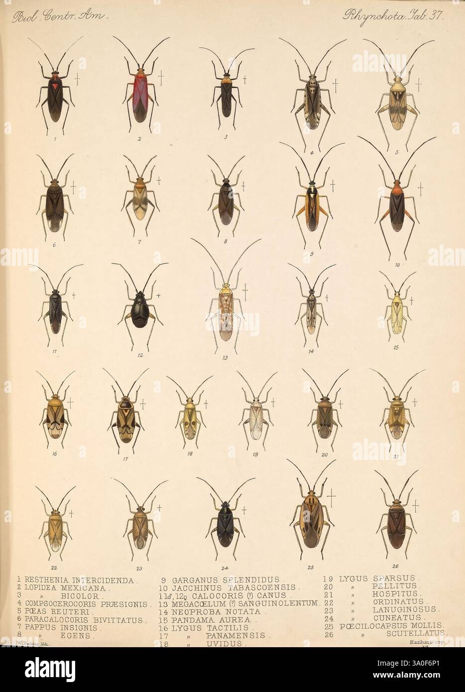 Variations in antennae hi-res stock photography and images - Alamy