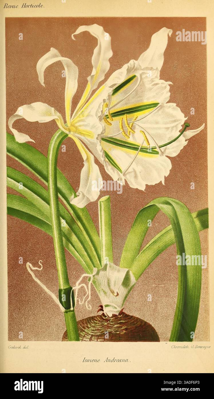 Bulbous structure peeks hi-res stock photography and images - Alamy