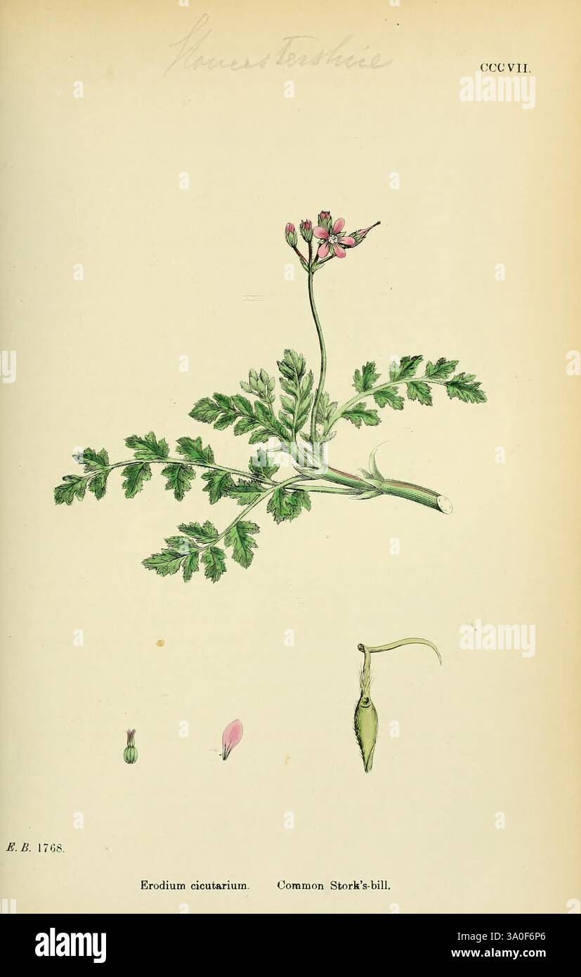Typical of 18th century botanical art hi-res stock photography and ...