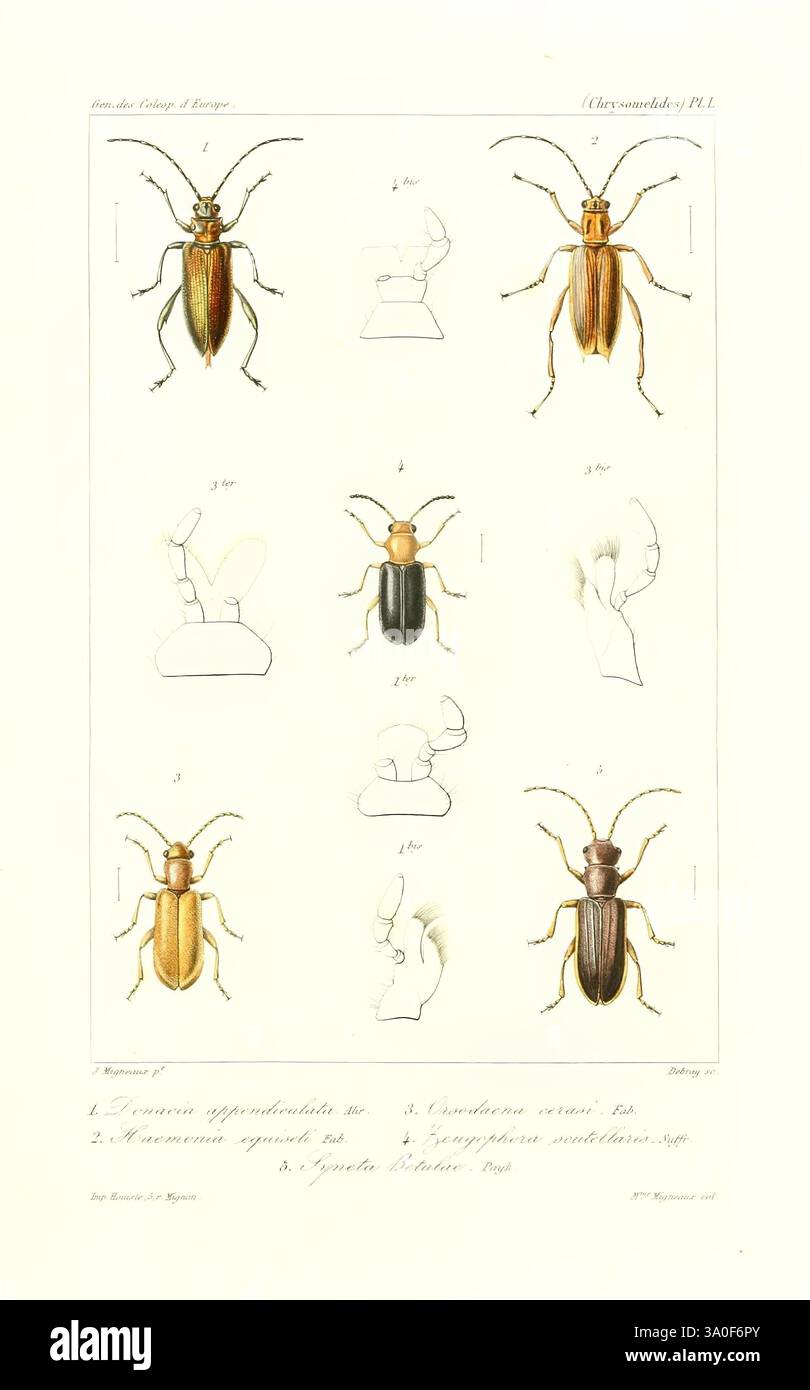 Arrangement features detailed depictions of beetles hi-res stock ...