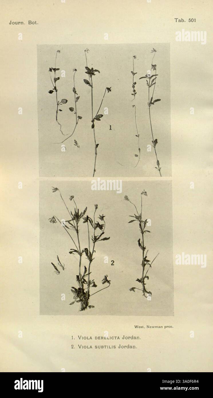 Viola subtilis jordan hi-res stock photography and images - Alamy