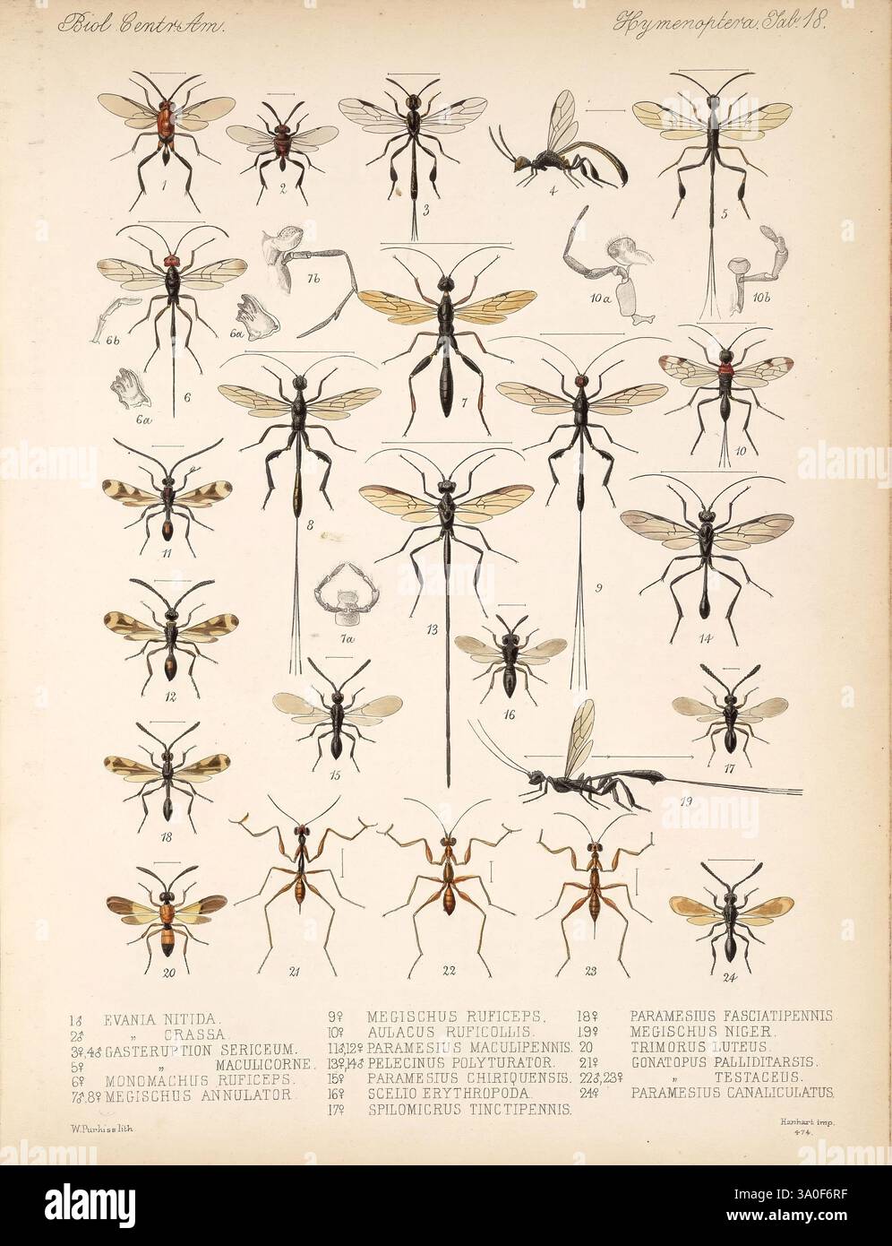 Biologia Centrali-Americana London, 1879-1915, archaeology, botany ...