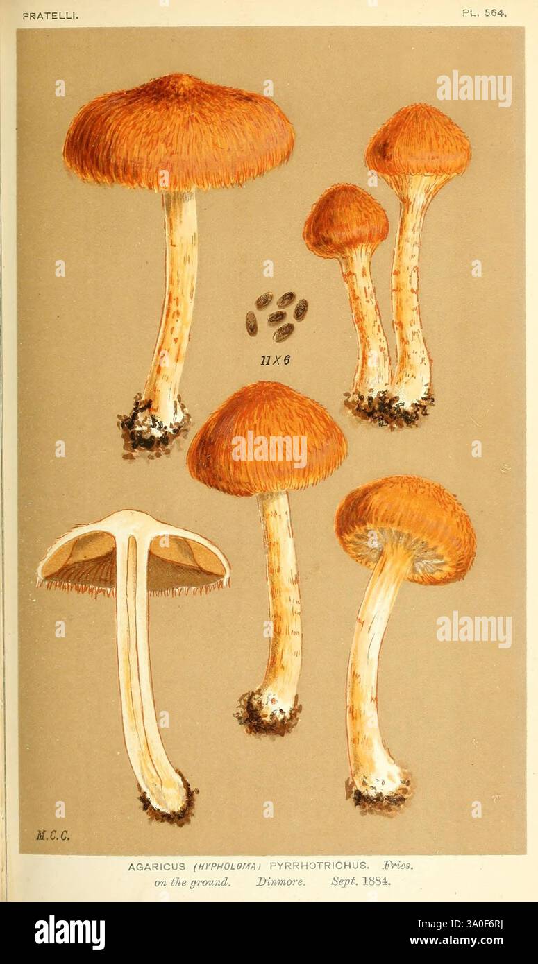Illustrations, of, British, Fungi, (Hymenomycetes), to, serve, as, an ...