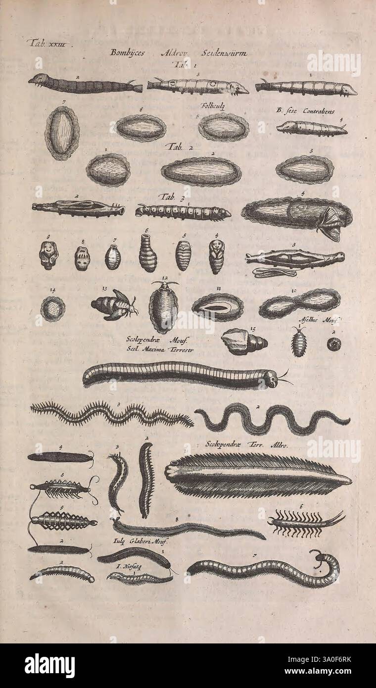 Sizes of different larvae hi-res stock photography and images - Alamy