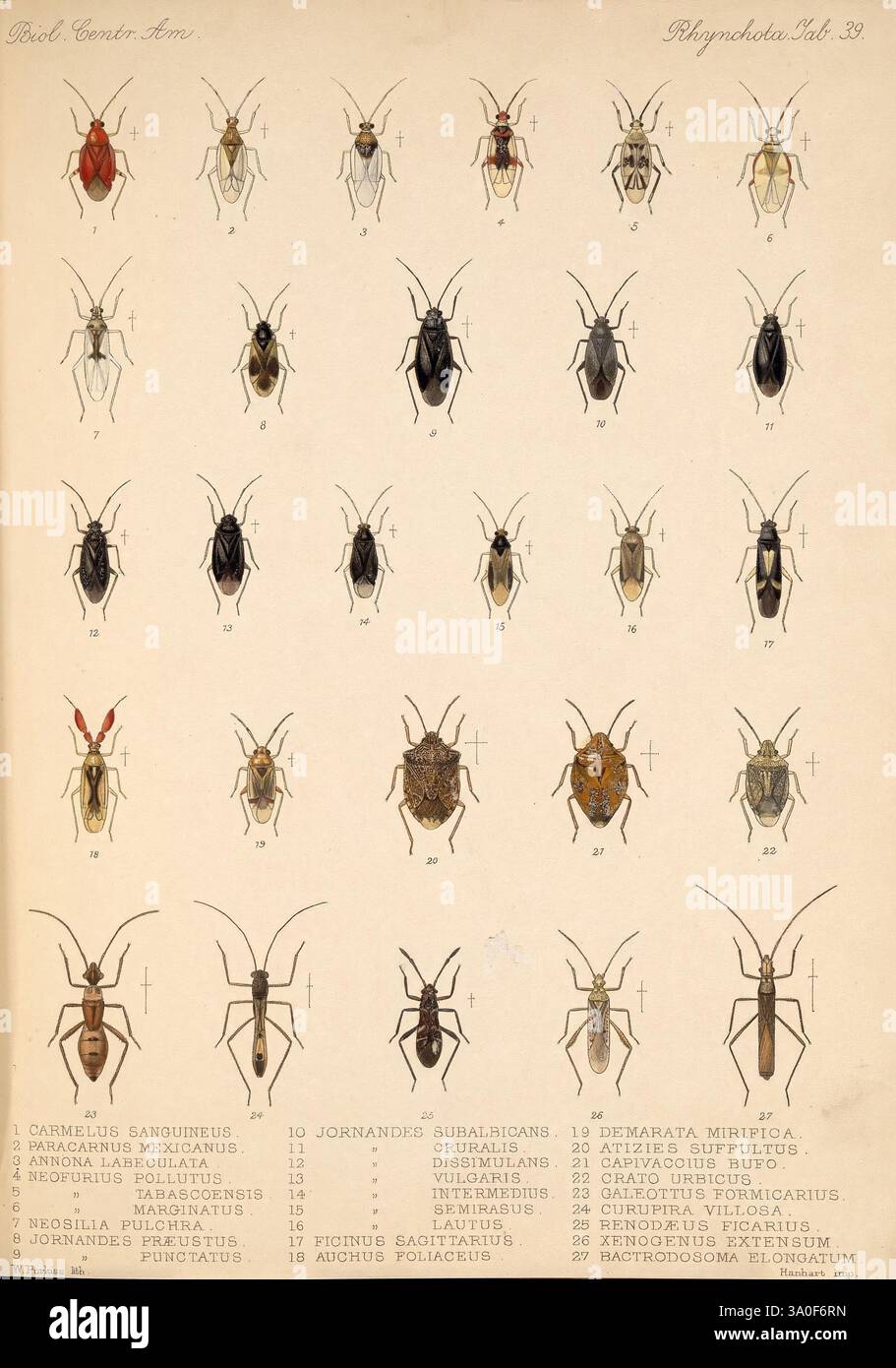 Include various forms of beetles hi-res stock photography and images ...