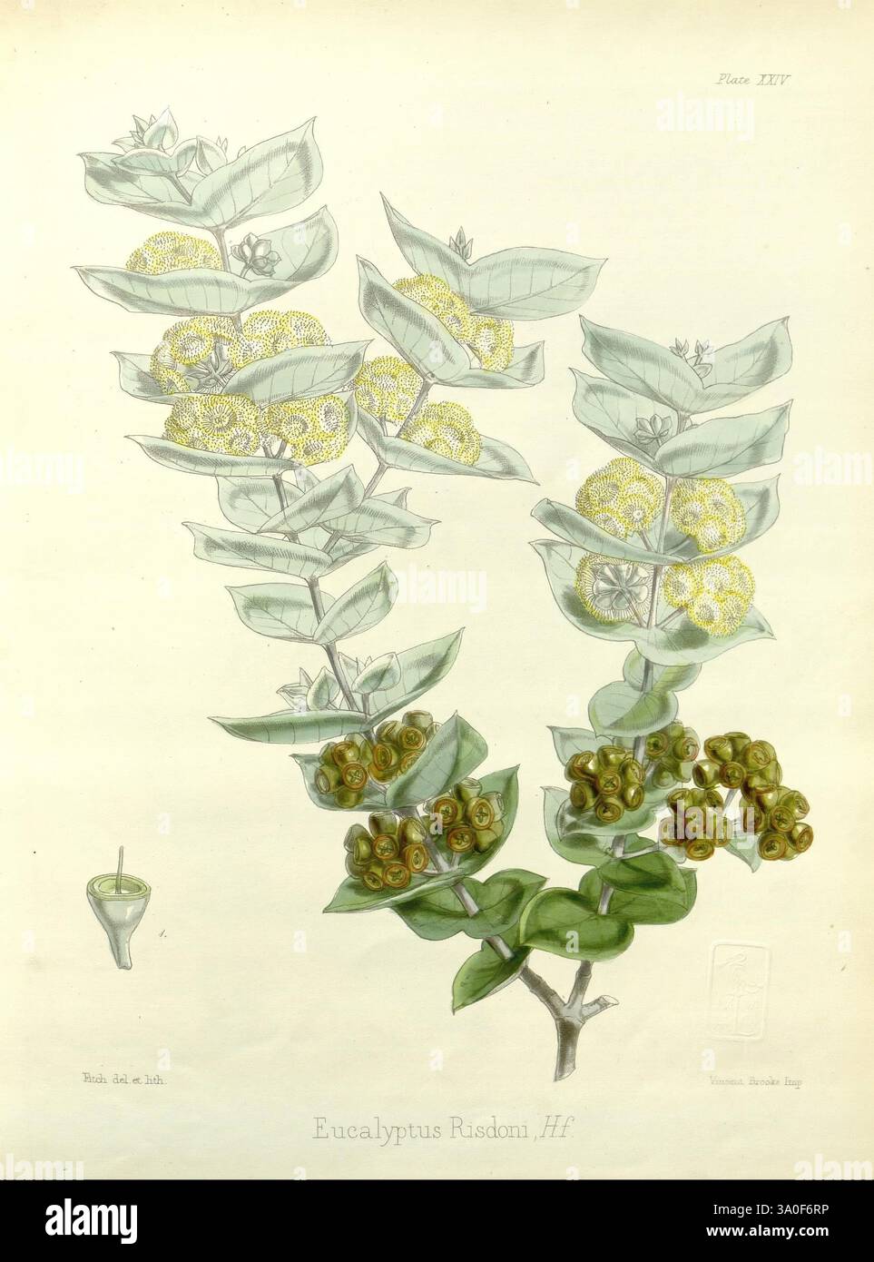 Eucalyptus risdoni species hi-res stock photography and images - Alamy