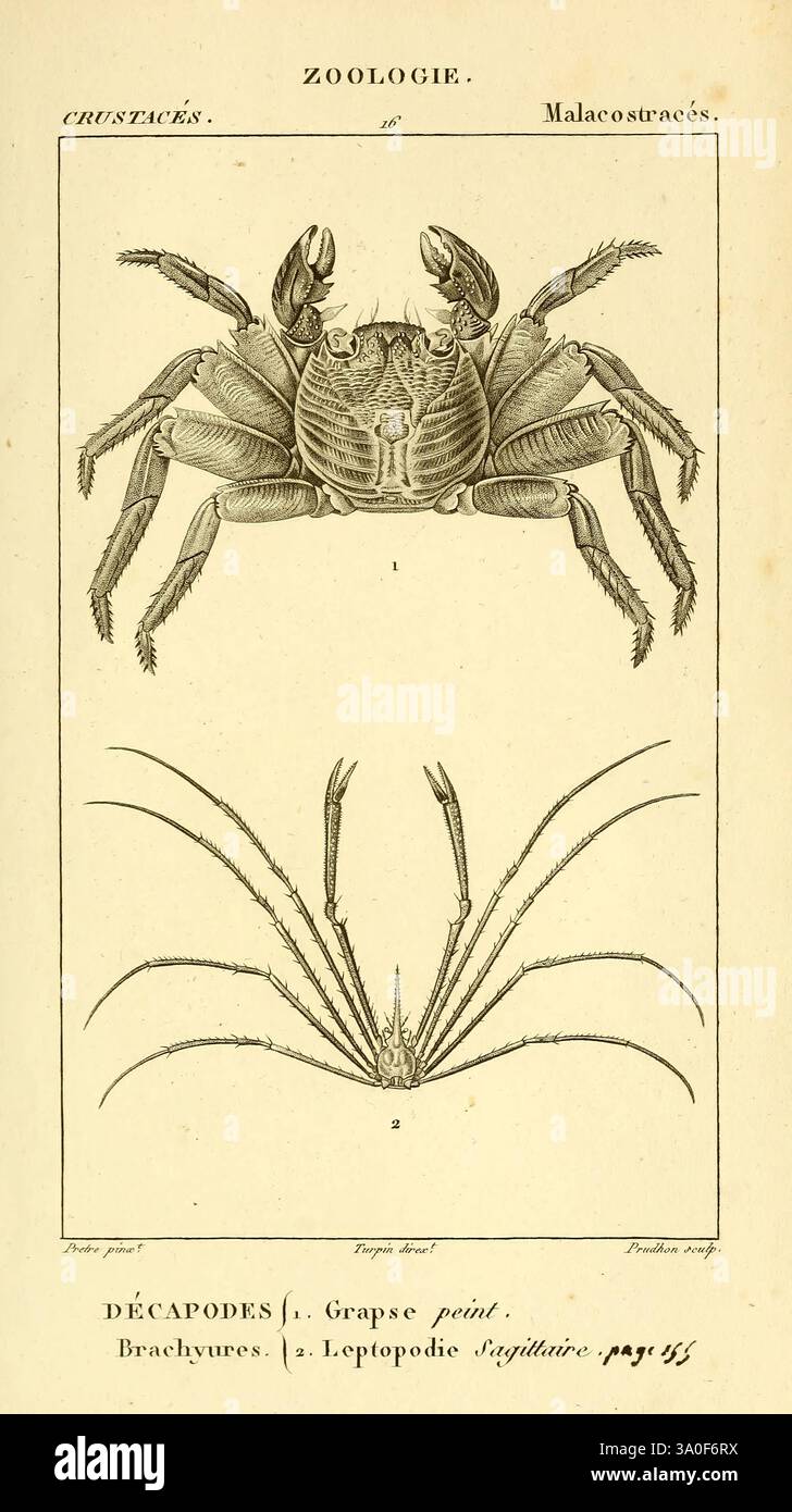 Morphology of malacostracans within hi-res stock photography and images ...