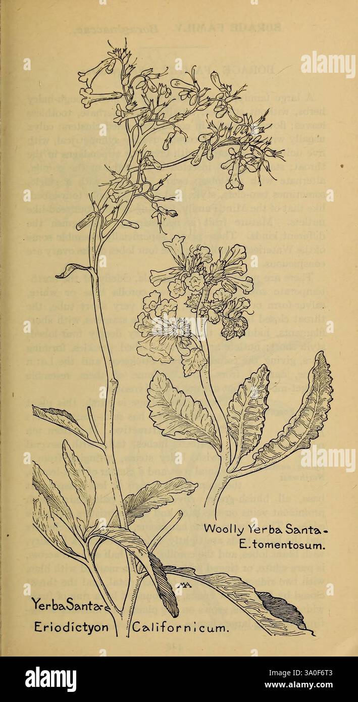 Field book of western wild flowers, New York, 1915, identification ...
