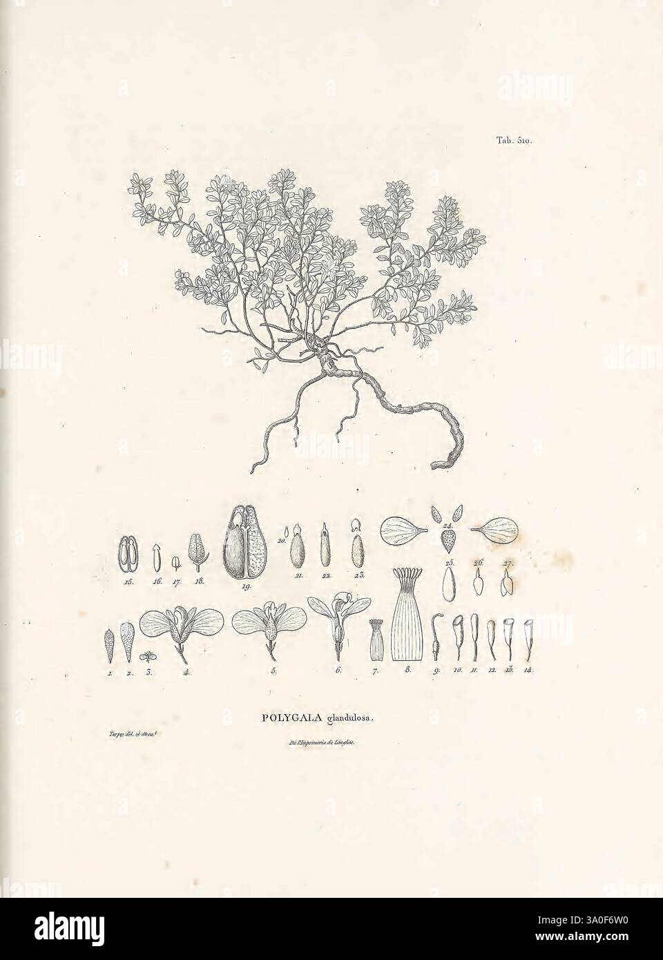 Plants branching structure showcases hi-res stock photography and ...