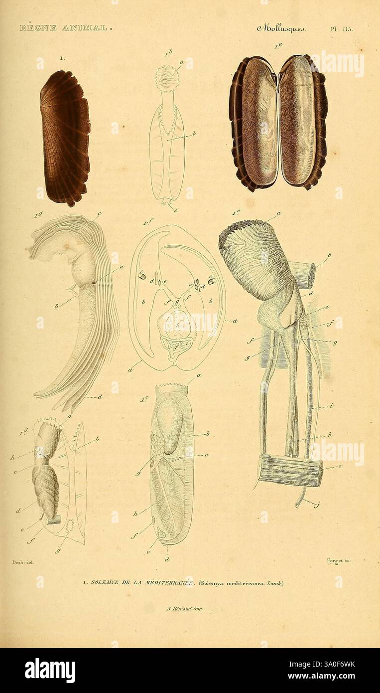 Clear educational resource on mollusk biology hi-res stock photography ...