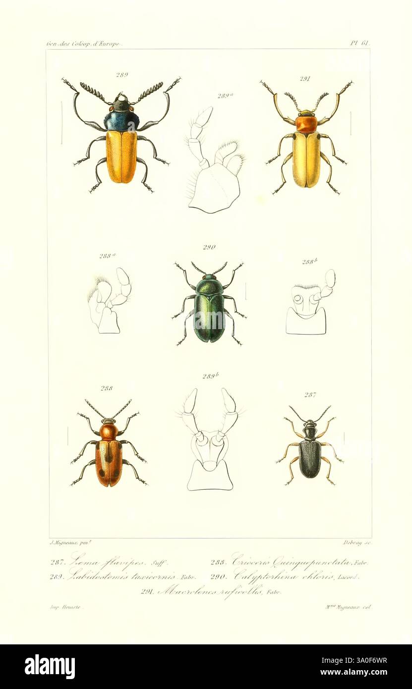 Genera, des, coléoptères, d'Europe, Paris, Chez, A. Deyrolle,1857-1868 ...