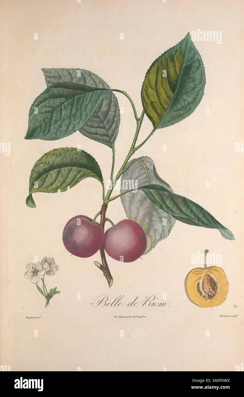 Pomologie française, Paris, Langlois et Leclercq, 1846, arbres ...