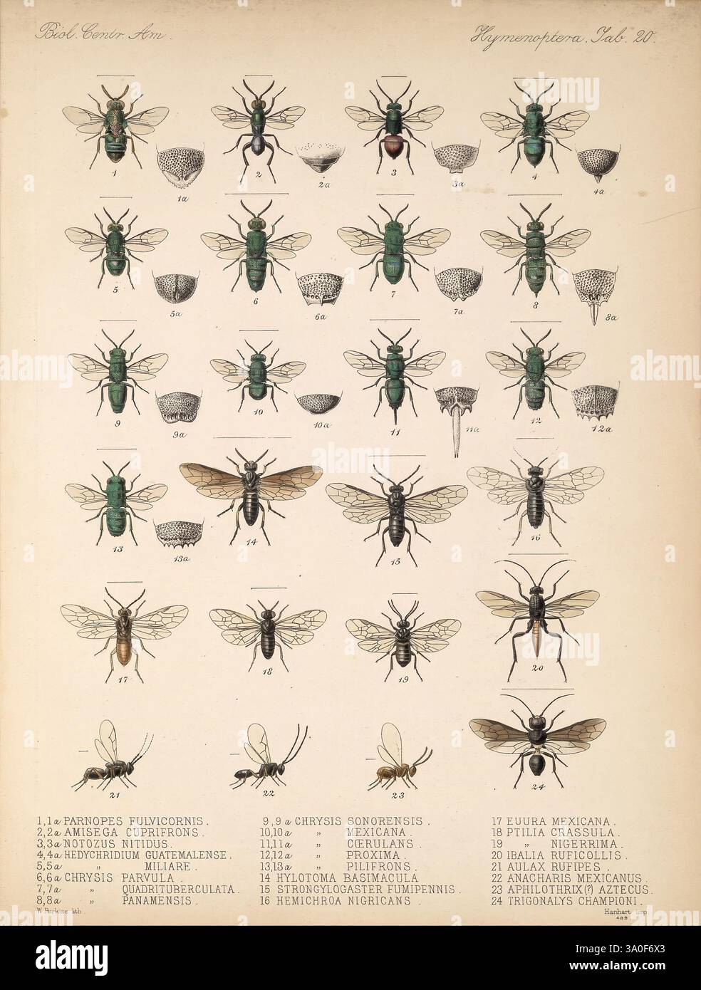 Representing different types of wasps hi-res stock photography and ...