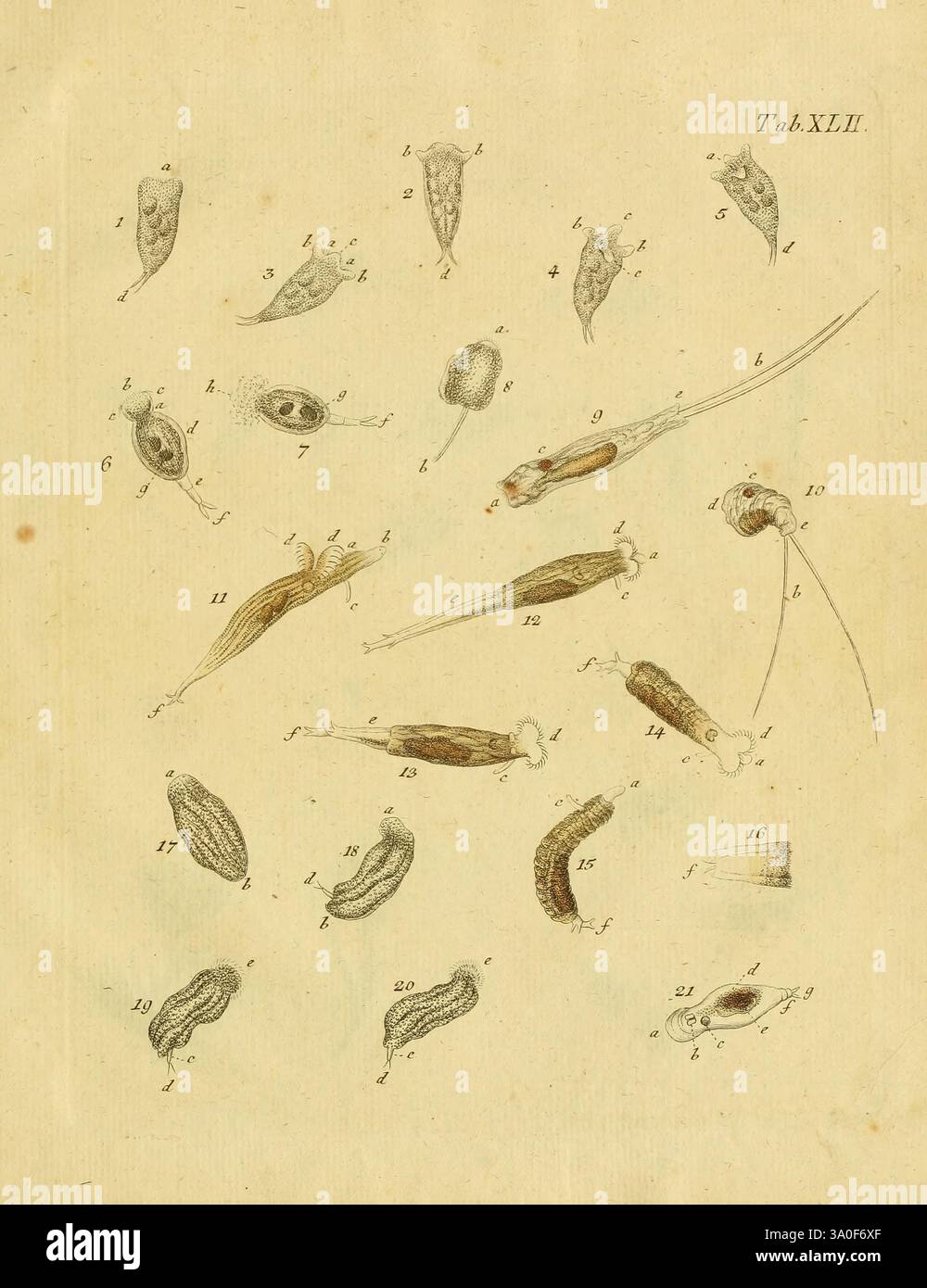 Series of detailed depictions of various microscopic organisms hi-res ...