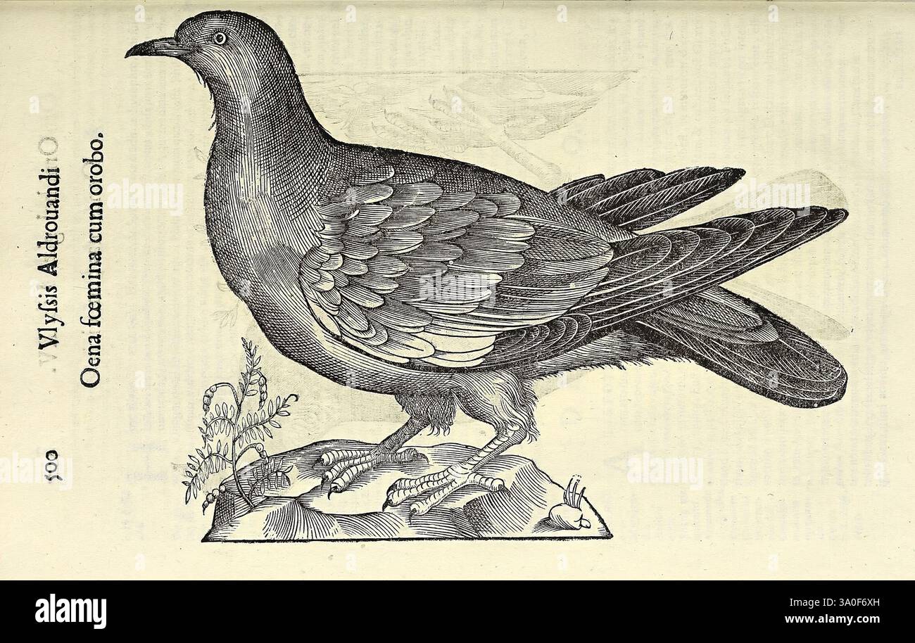 Vlyssis Aldrovandi, Philosophi ac Medici, Bononiensis, Historiam ...