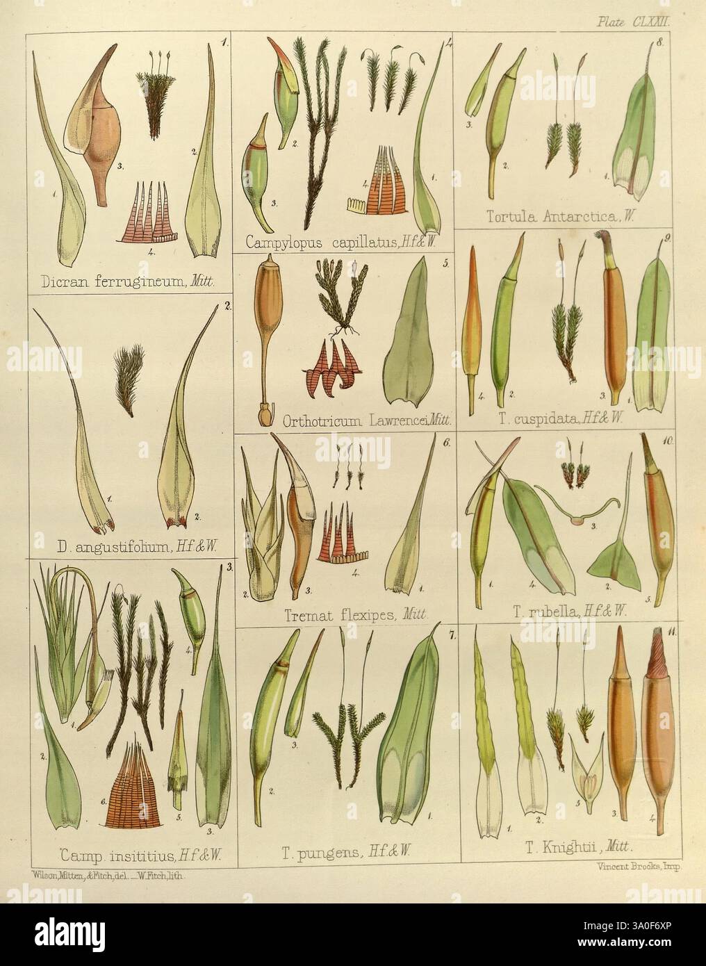 The botany of the Antarctic voyage of H.M. discovery ships Erebus and ...