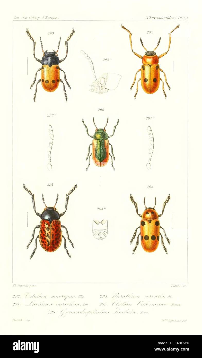 Layout highlights three rows of beetles hi-res stock photography and ...