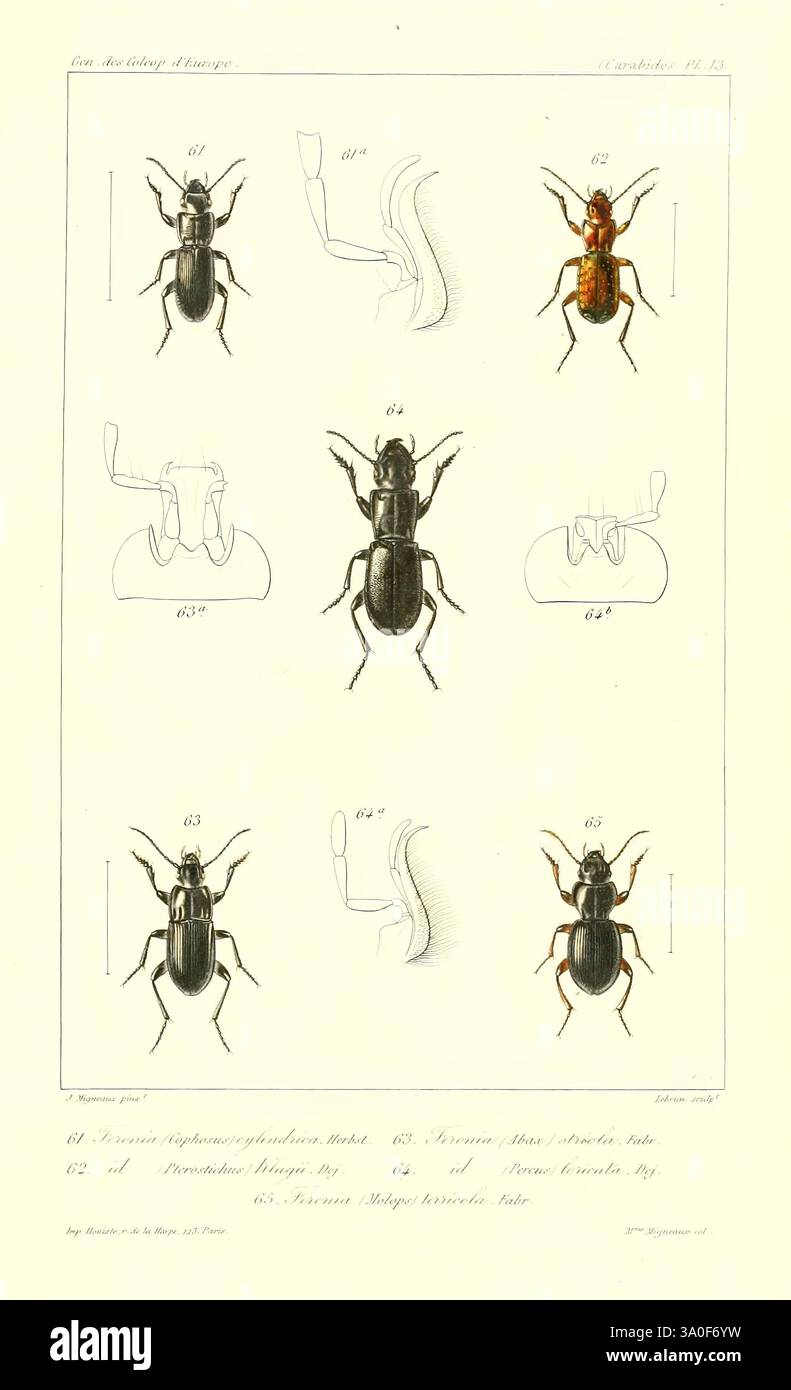 Top row displays two distinct beetle types labeled hi-res stock ...