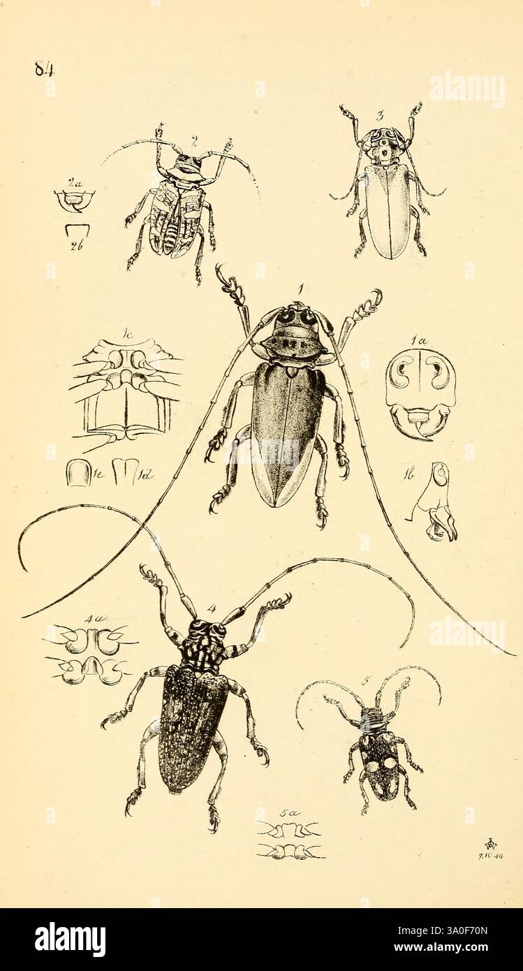 Arcana entomologica, or Illustrations of new, rare, and interesting ...