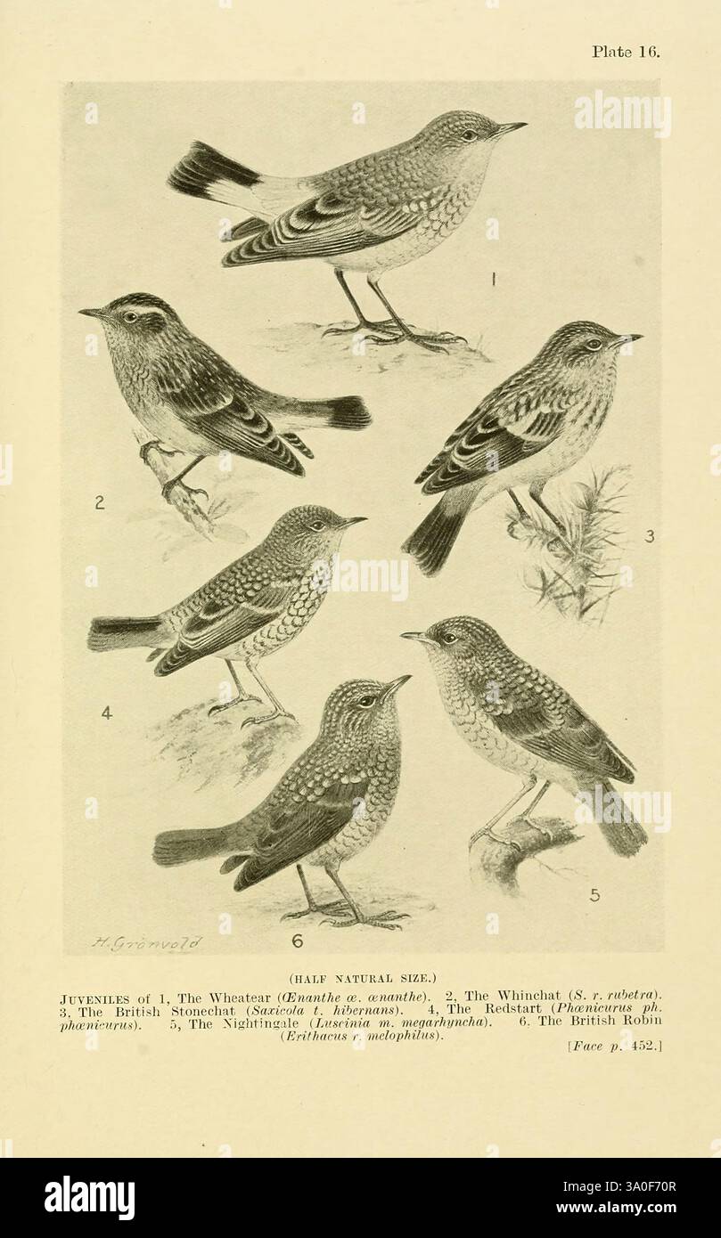 Series of detailed representations of various juvenile birds hi-res ...