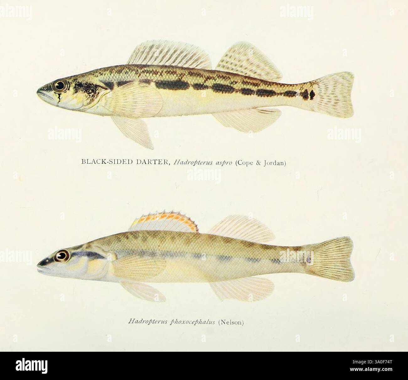 Hadropterus phoxocephalus hi-res stock photography and images - Alamy