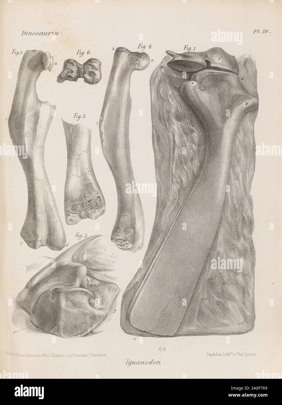 Anatomical drawings of dinosaur fossils hi-res stock photography and ...