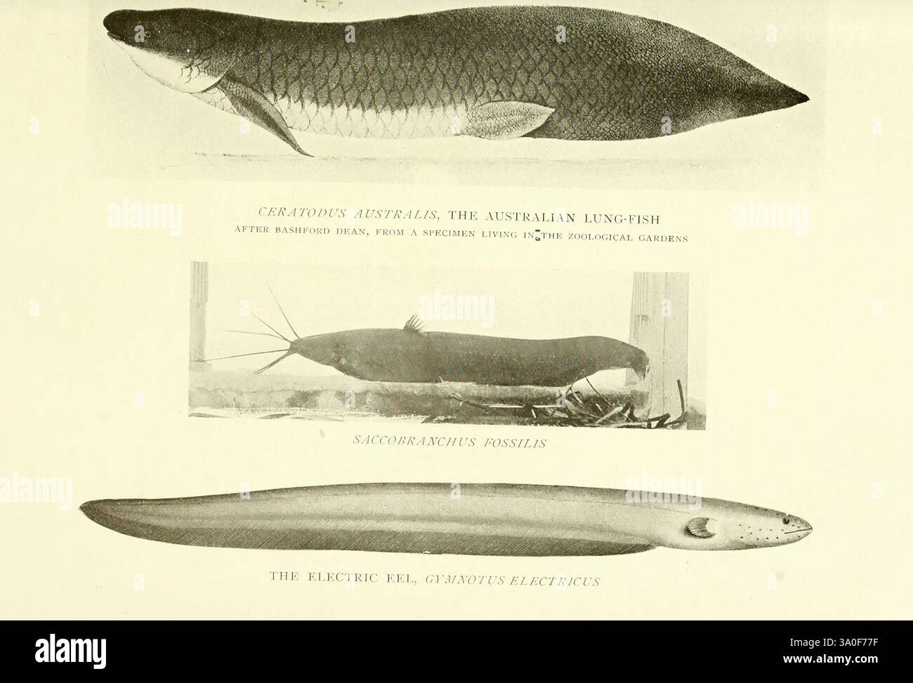 Reptiles, Amphibia, Fishes, Lower Chordata, London, Methuen, 1912 ...