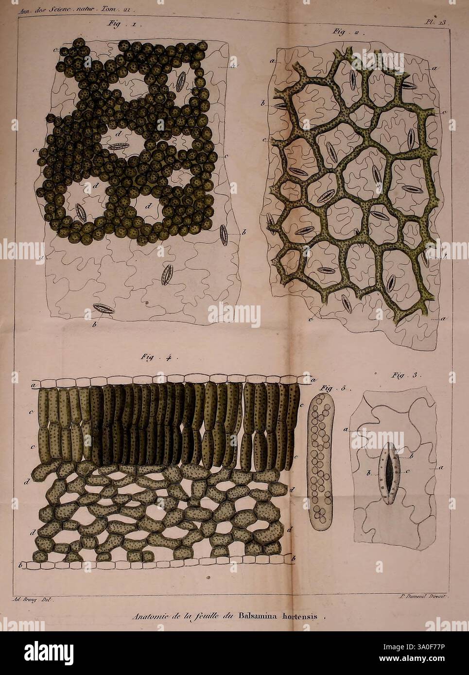 Singular plant component hi-res stock photography and images - Alamy