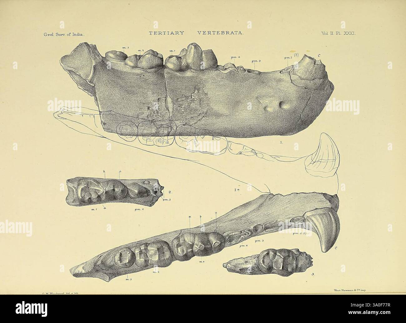 Indian Tertiary and post Tertiary Vertebrata Calcutta Geological Survey ...