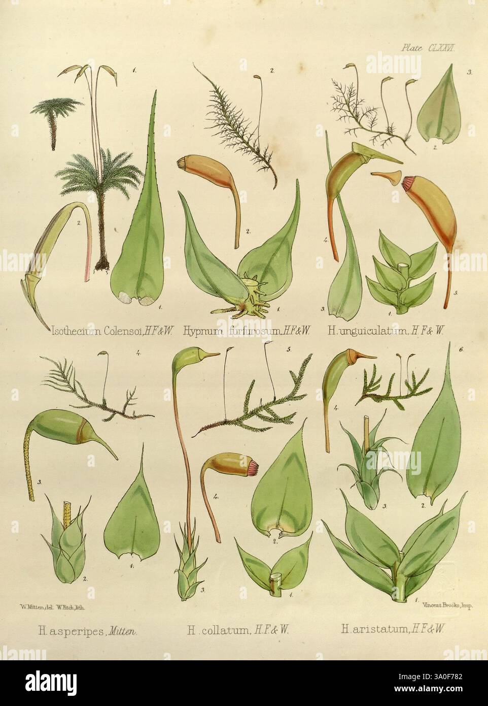 Laxatum hi-res stock photography and images - Alamy