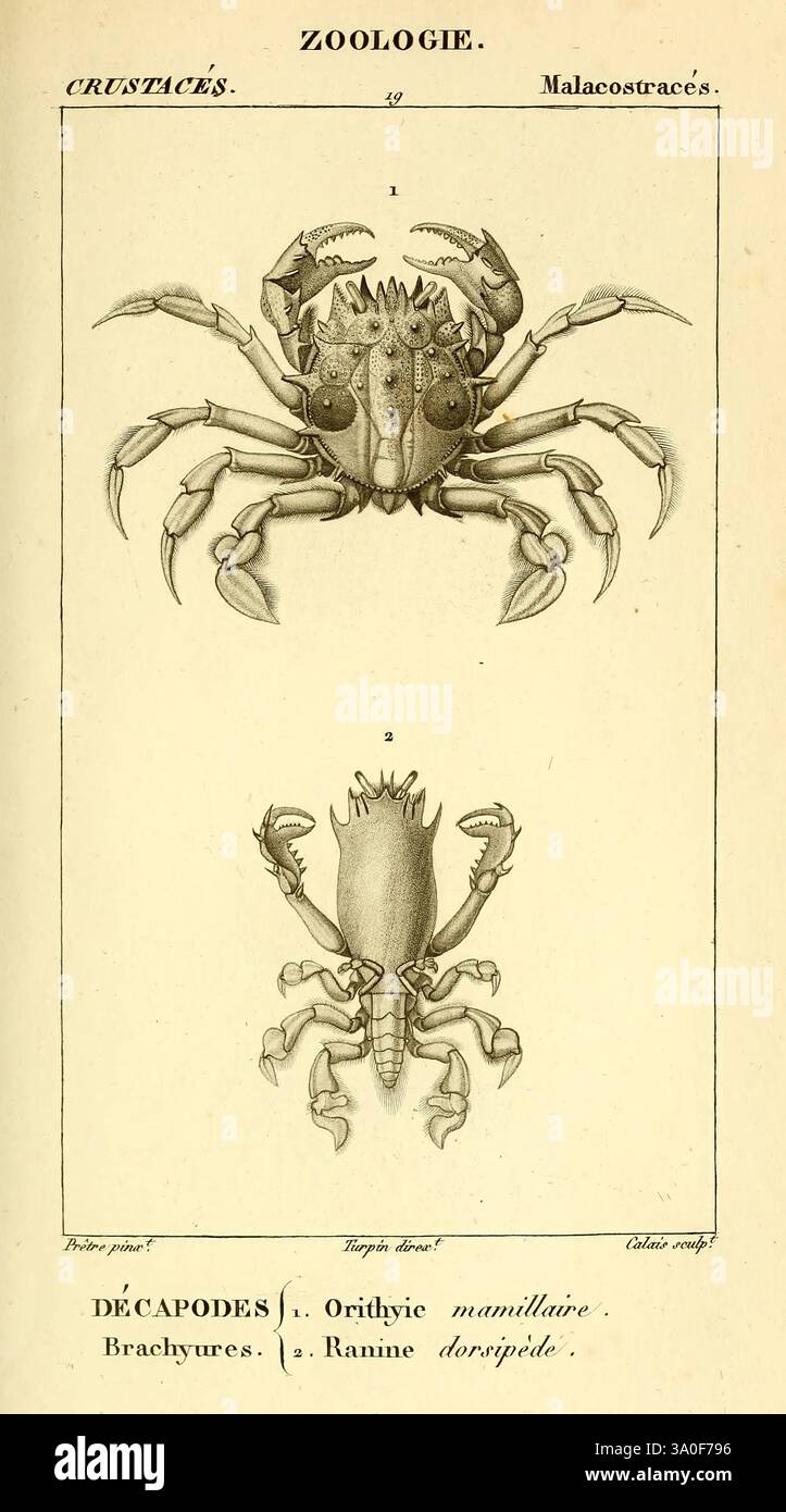 Detailed illustration showcases two different species of crustac hi-res ...