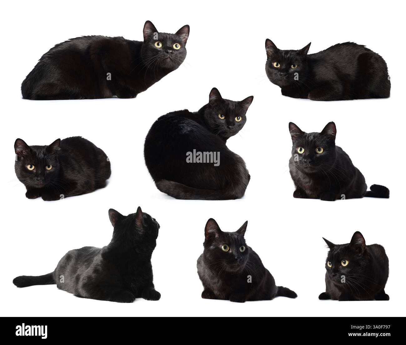 Adorable black cat isolated on white, collage Stock Photo - Alamy