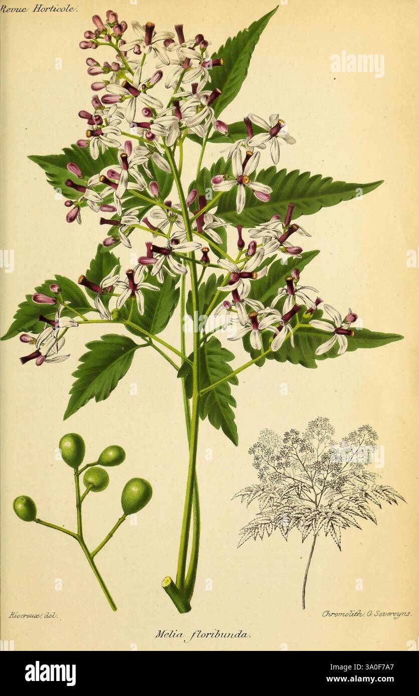 Melia floribunda hi-res stock photography and images - Alamy