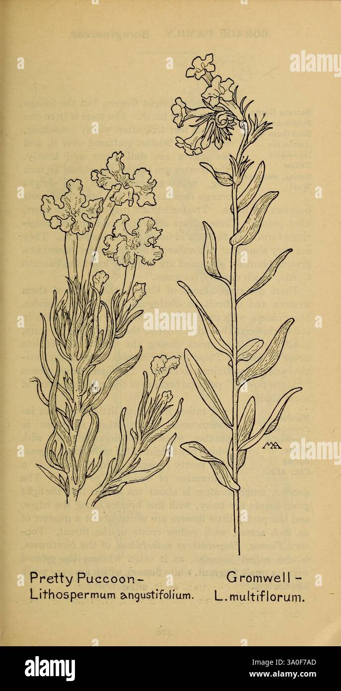 Field book of western wild flowers, New York, 1915, Identification ...