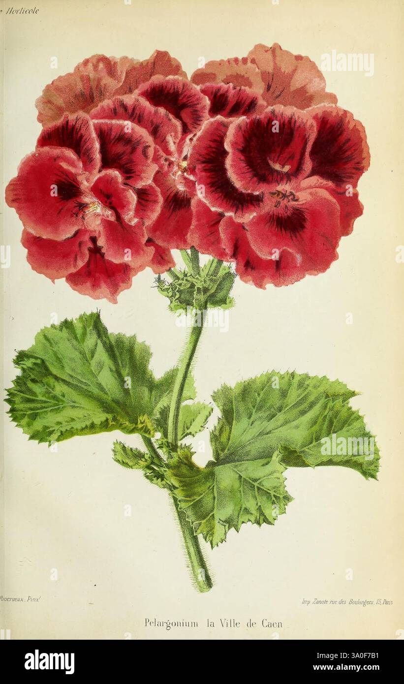 Pelargonium la ville de caen hi-res stock photography and images - Alamy