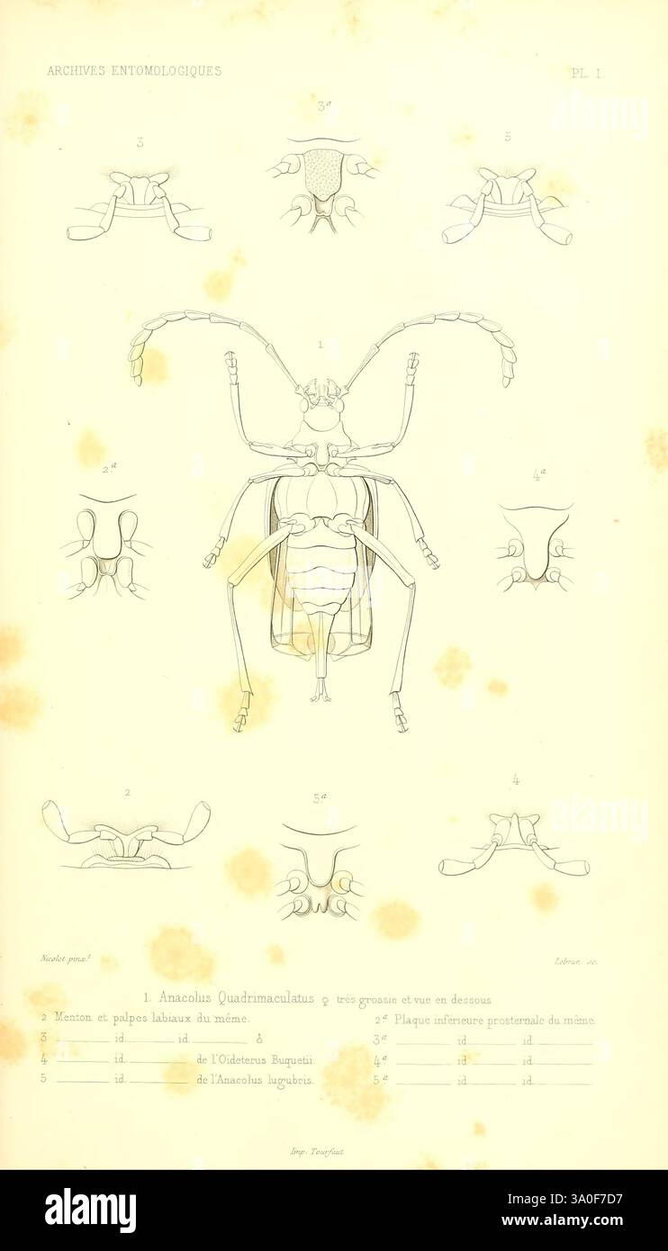 Broader understanding of entomology hi-res stock photography and images ...