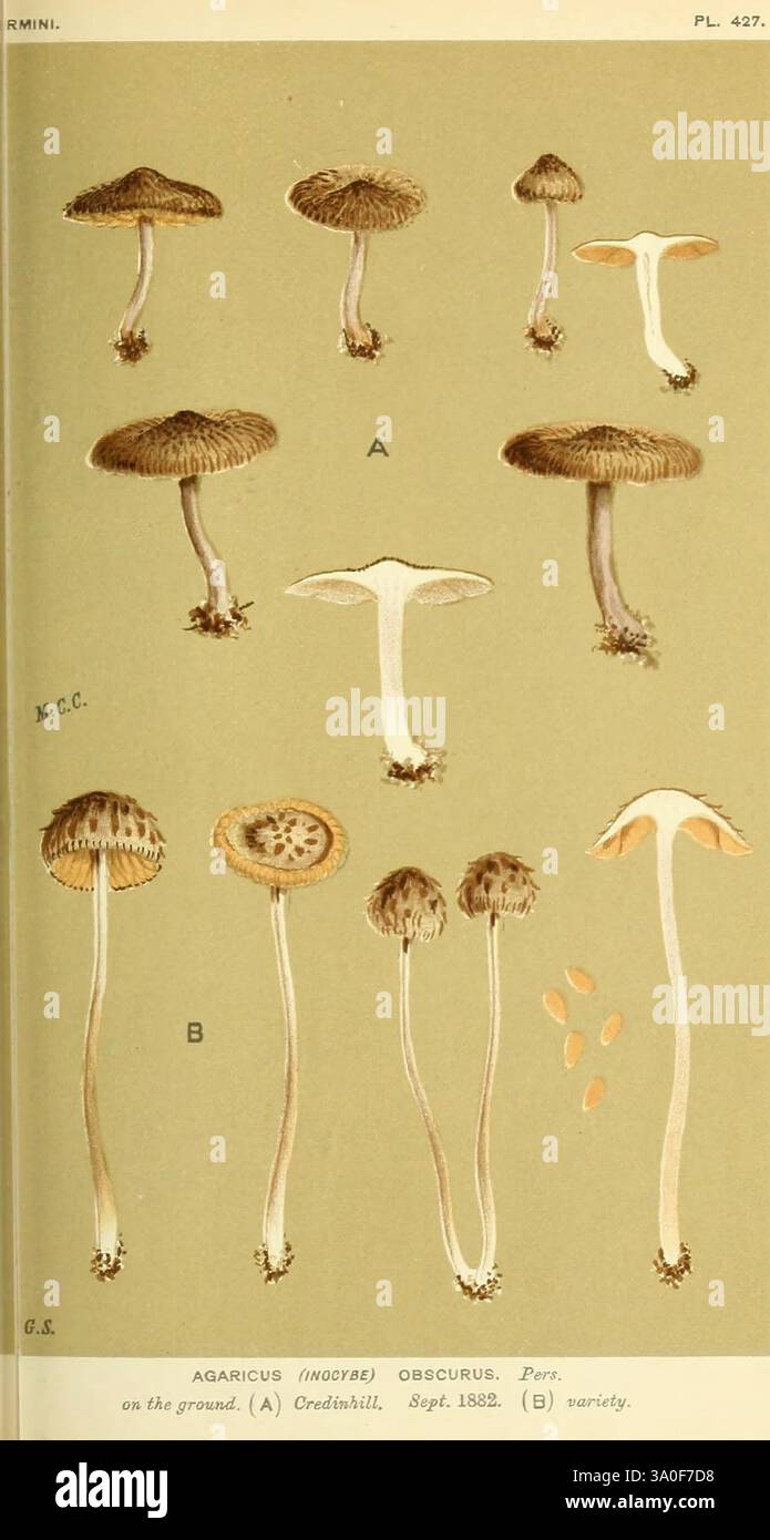 Illustrations of British Fungi (Hymenomycetes), to serve as an atlas to ...