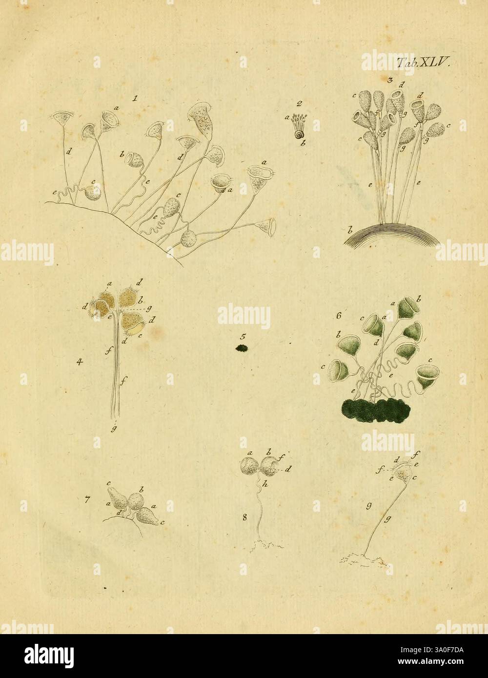 Illustration depicts various botanical specimens hi-res stock ...