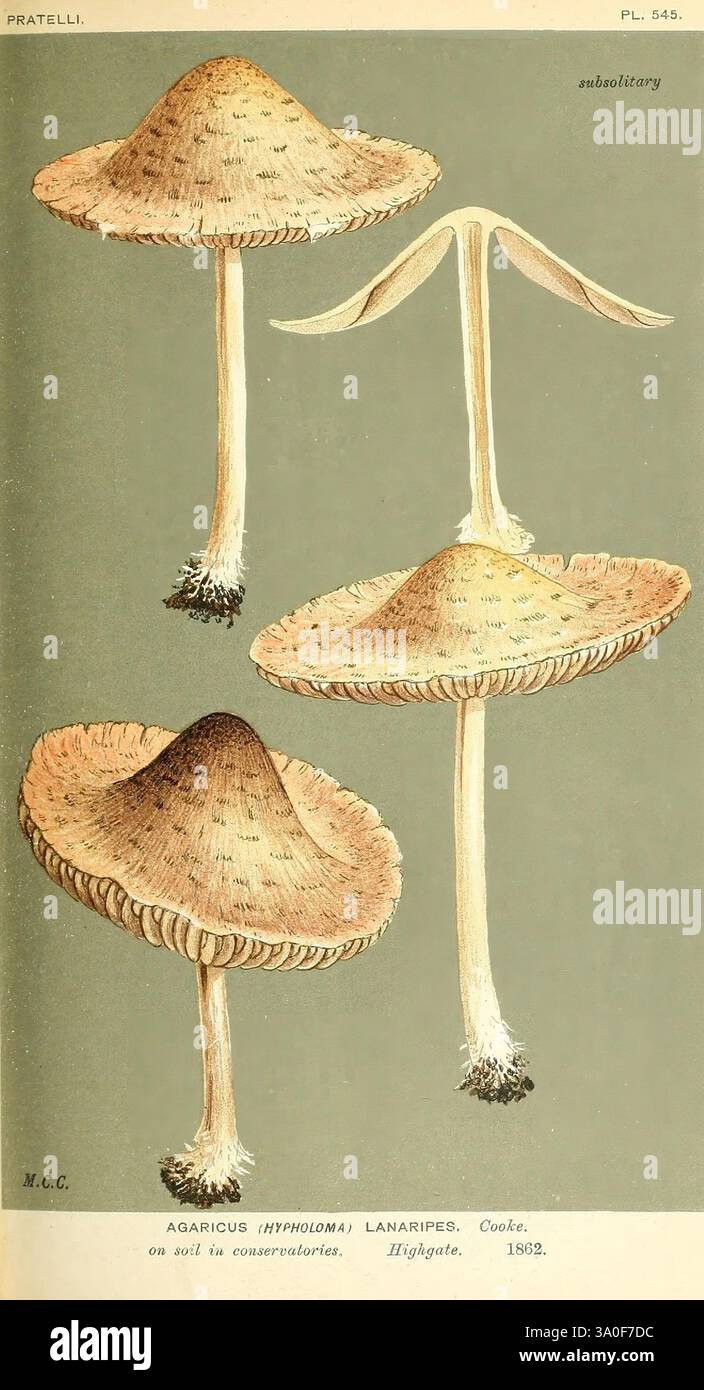 Illustrations of British Fungi (Hymenomycetes), to serve as an atlas to ...